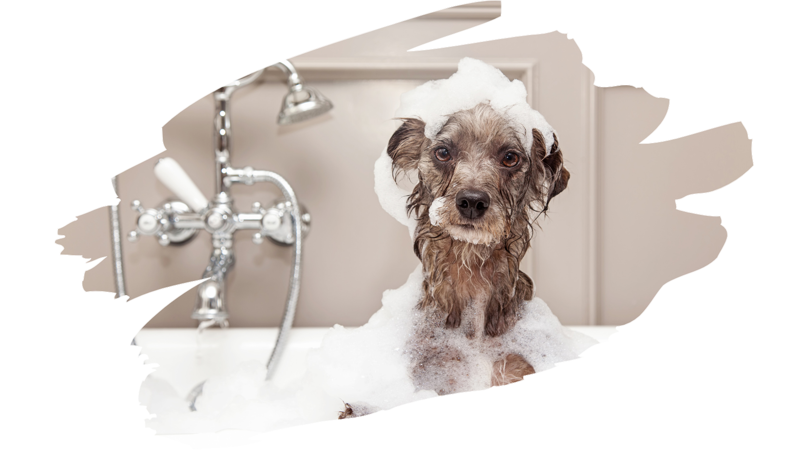 Mobile Pet Grooming in Greater Tampa Bay | Zoomin Groomin