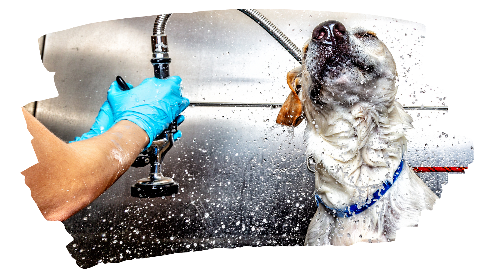 Mobile Pet Grooming in Greater Tampa Bay | Zoomin Groomin