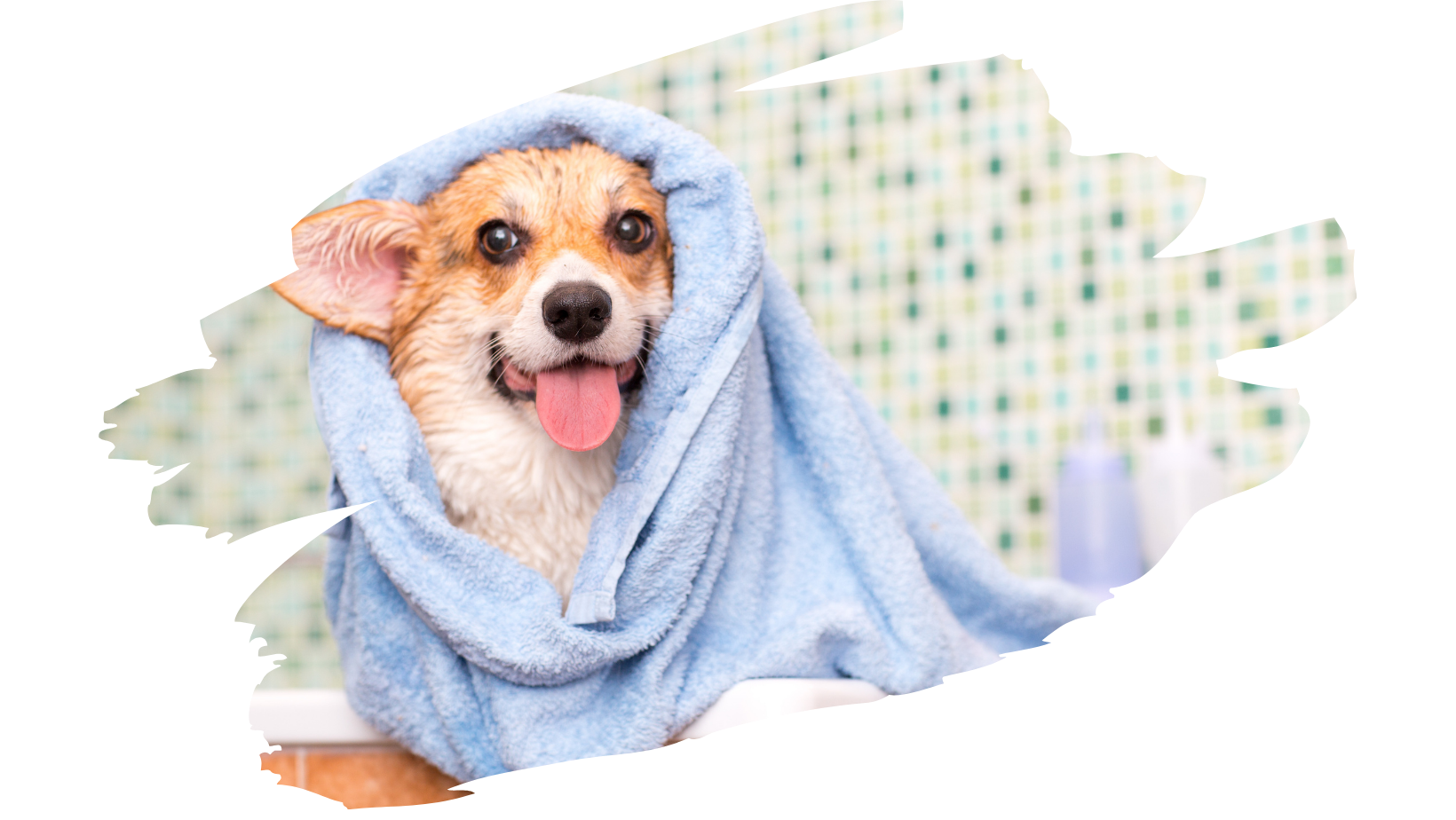 Mobile Pet Grooming in Greater Tampa Bay | Zoomin Groomin